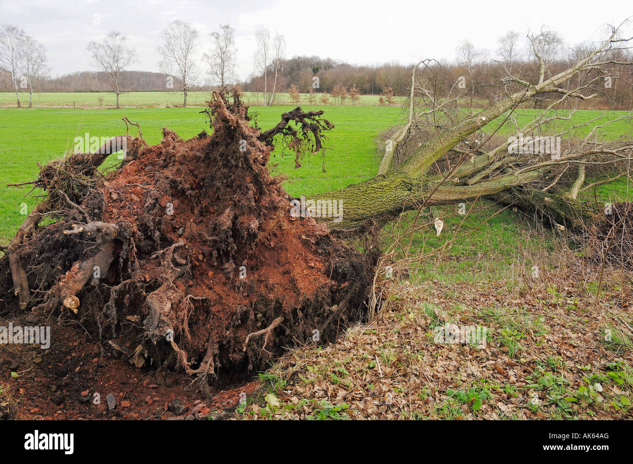 Poplar populus spec hi-res stock photography and images - Alamy