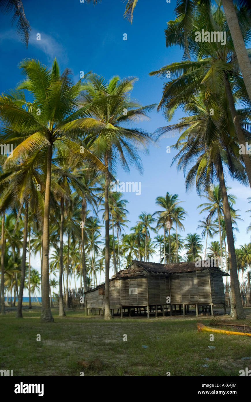 A wooden house among coconut trees Stock Photo - Alamy