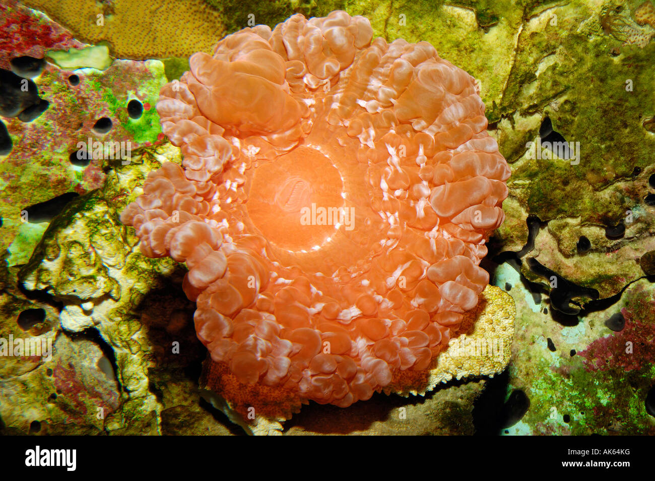 Disc corals hi-res stock photography and images - Alamy