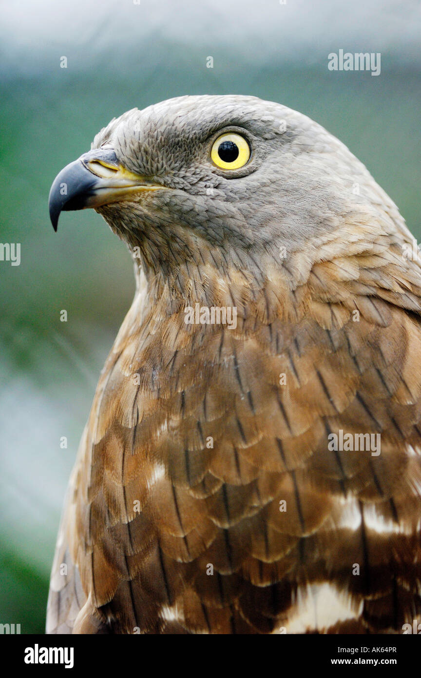 Western Honey Buzzard Stock Photo - Alamy
