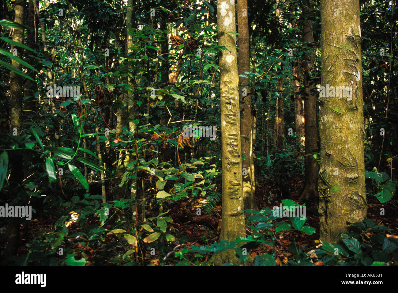 Niue Ecology High Resolution Stock Photography and Images - Alamy