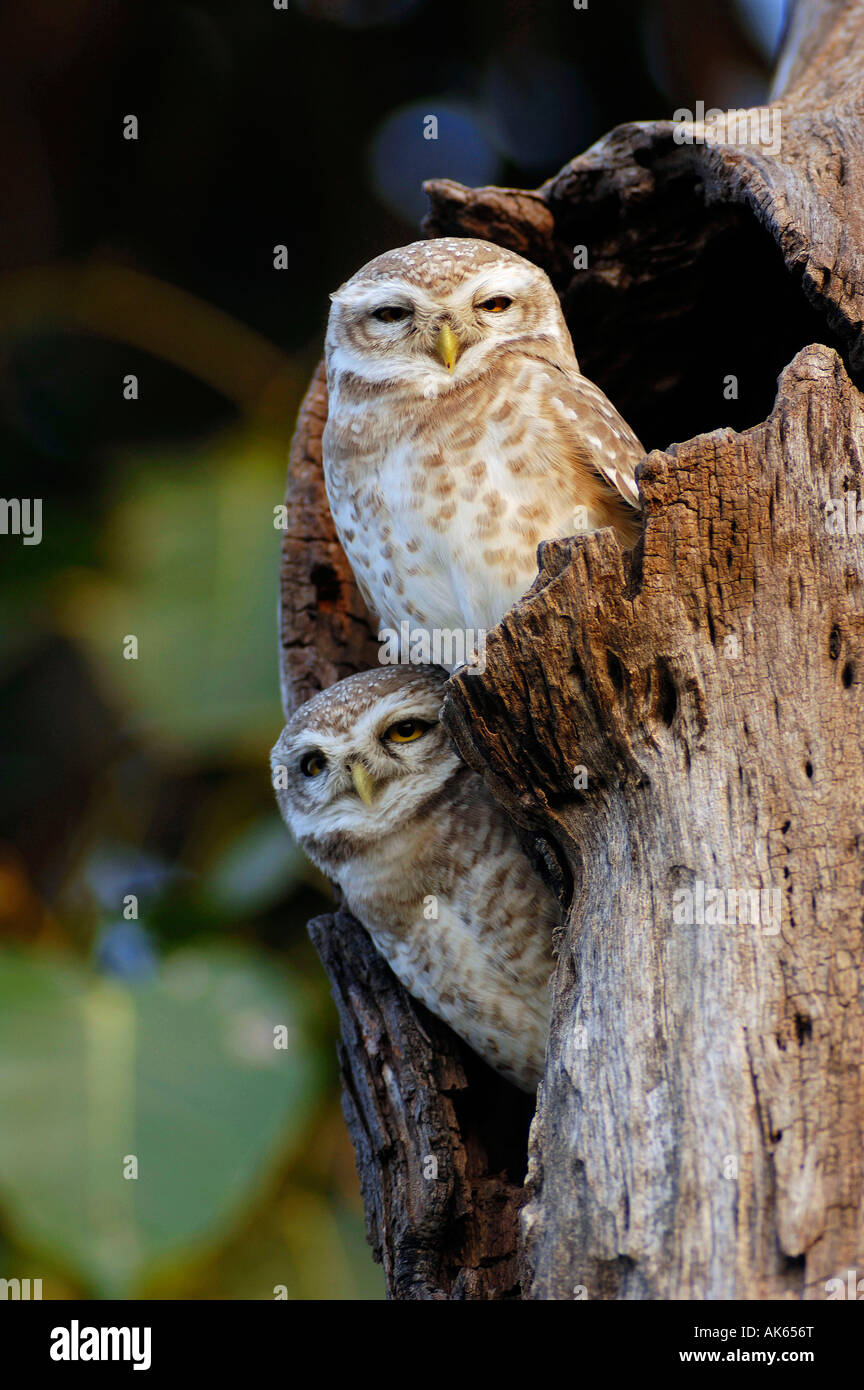 Two spotted owlets hi-res stock photography and images - Alamy