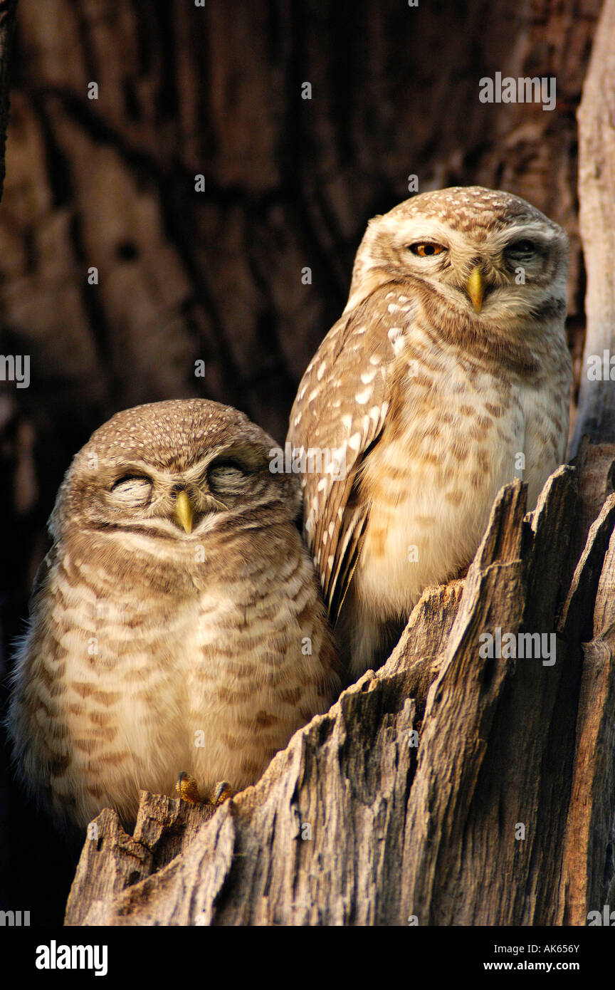 Two spotted owlets hi-res stock photography and images - Alamy