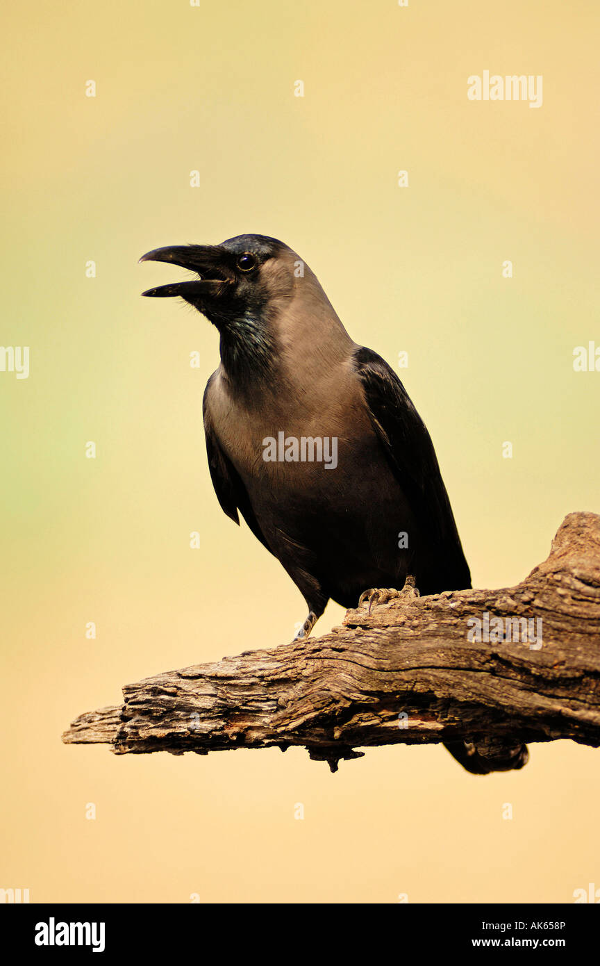 House crow corvus splendens adult hi-res stock photography and images ...