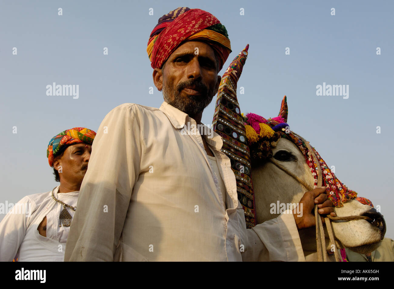 Bull decorated for the cattle decorating competition at Pushkar camel ...