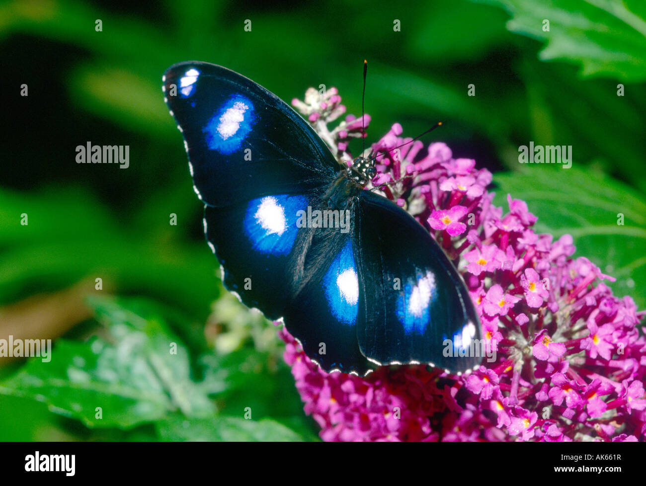 Common eggfly butterfly male on verbena in Butterfly House, Melbourne ...