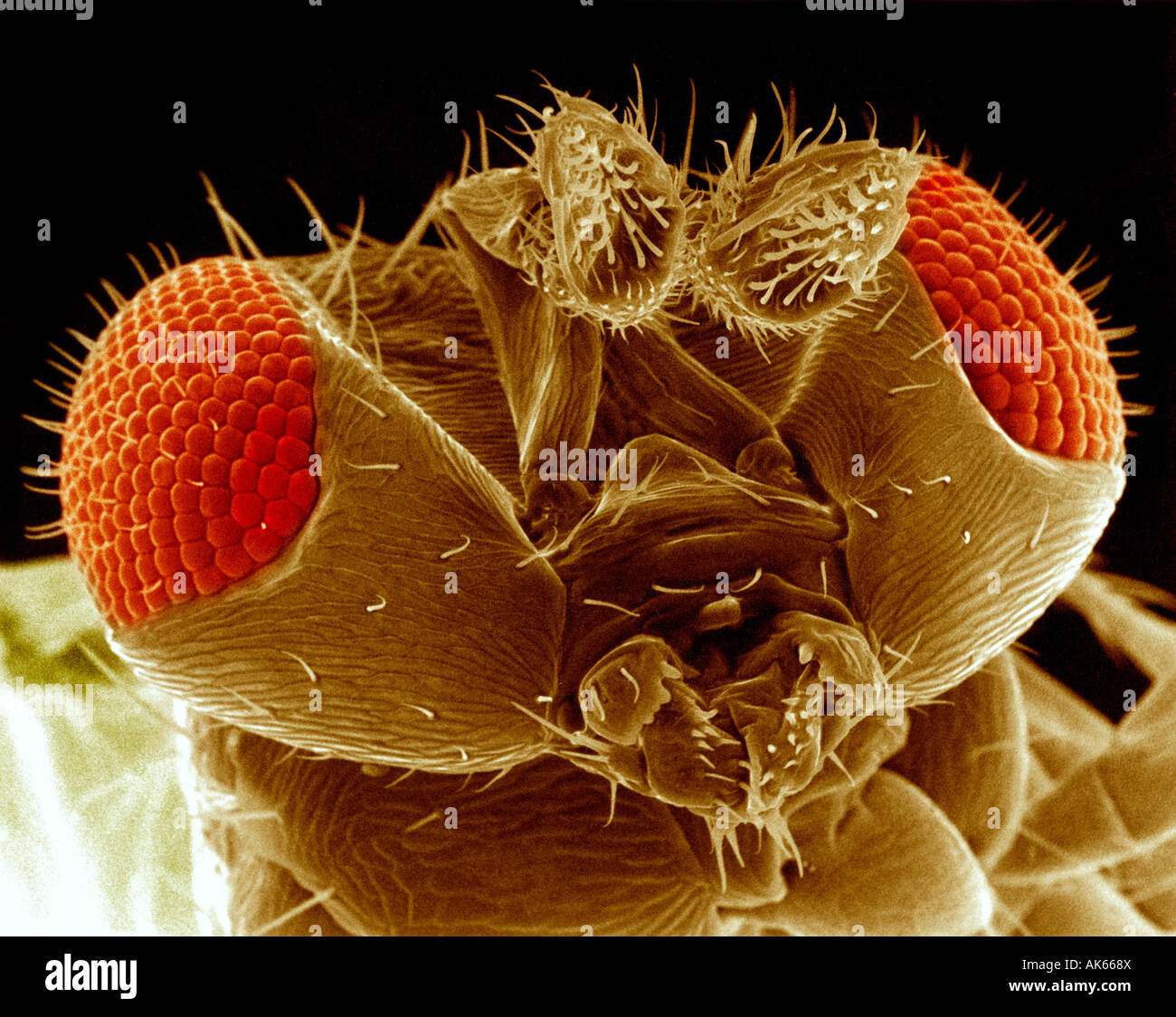 Insect scanning electron microscope hi-res stock photography and images ...