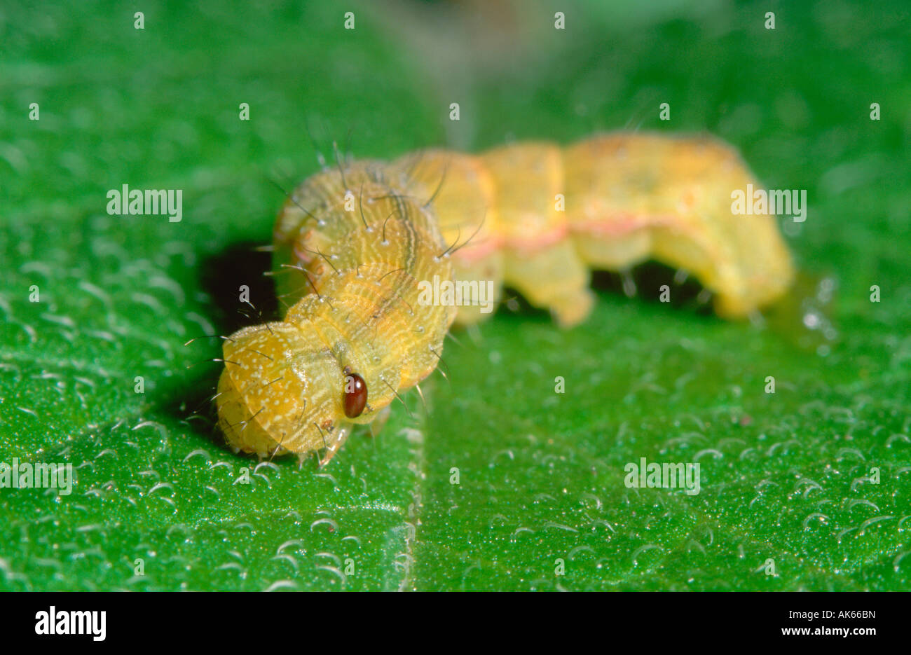 Parasitic wasp caterpillar hi-res stock photography and images - Alamy