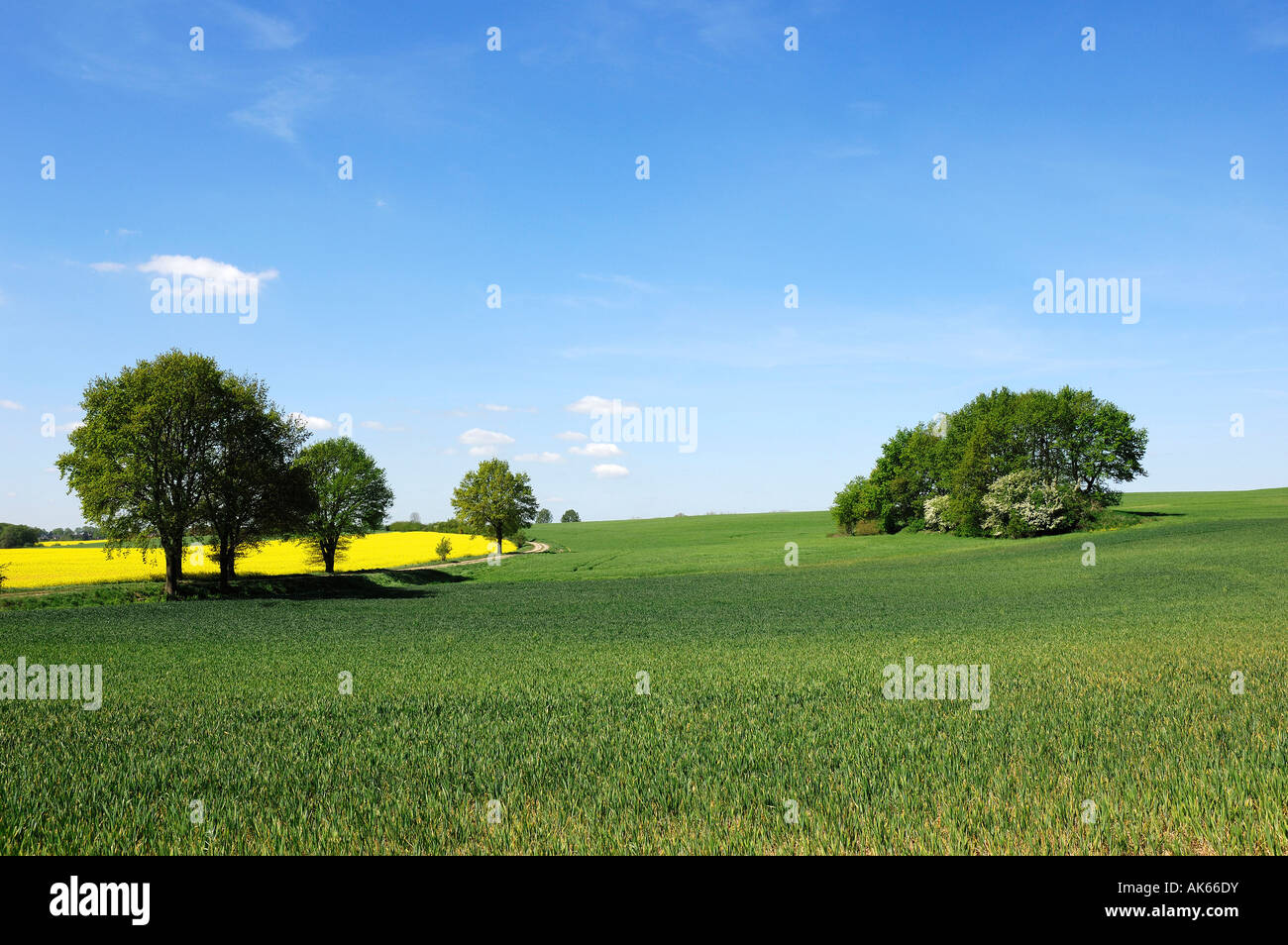 Trees and fields Stock Photo - Alamy