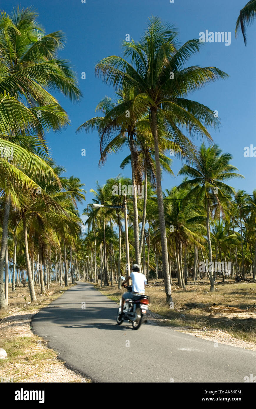 Landscape road under trees hi-res stock photography and images - Alamy