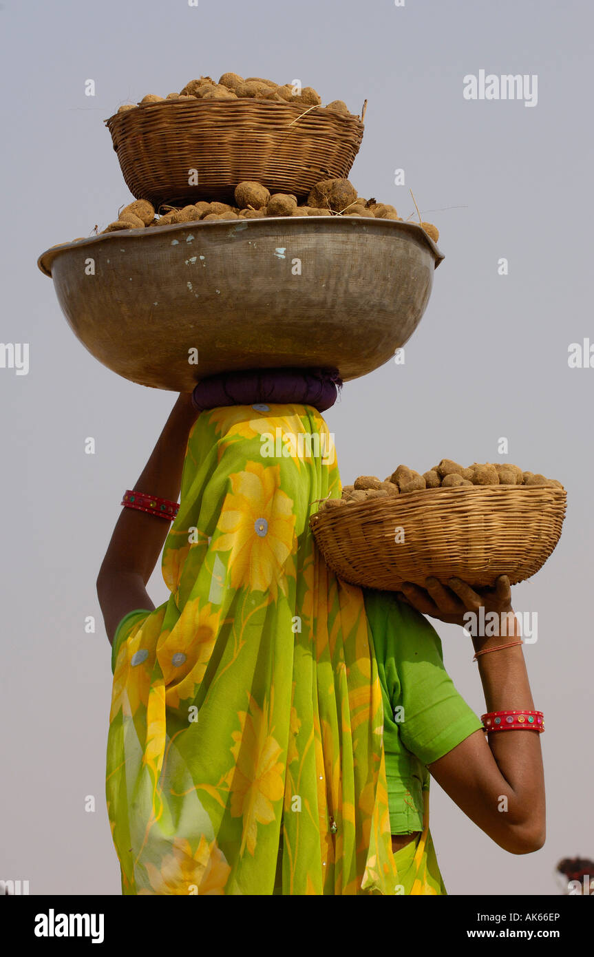 Indian woman collecting cow dung hi-res stock photography and images ...