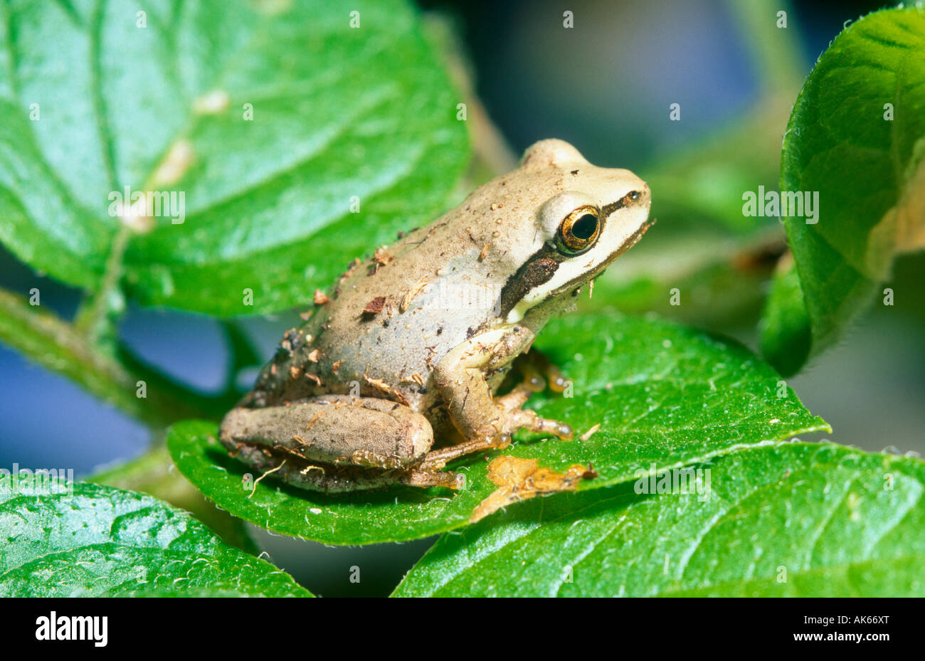 Southern Brown Tree Frog High Resolution Stock Photography and Images ...
