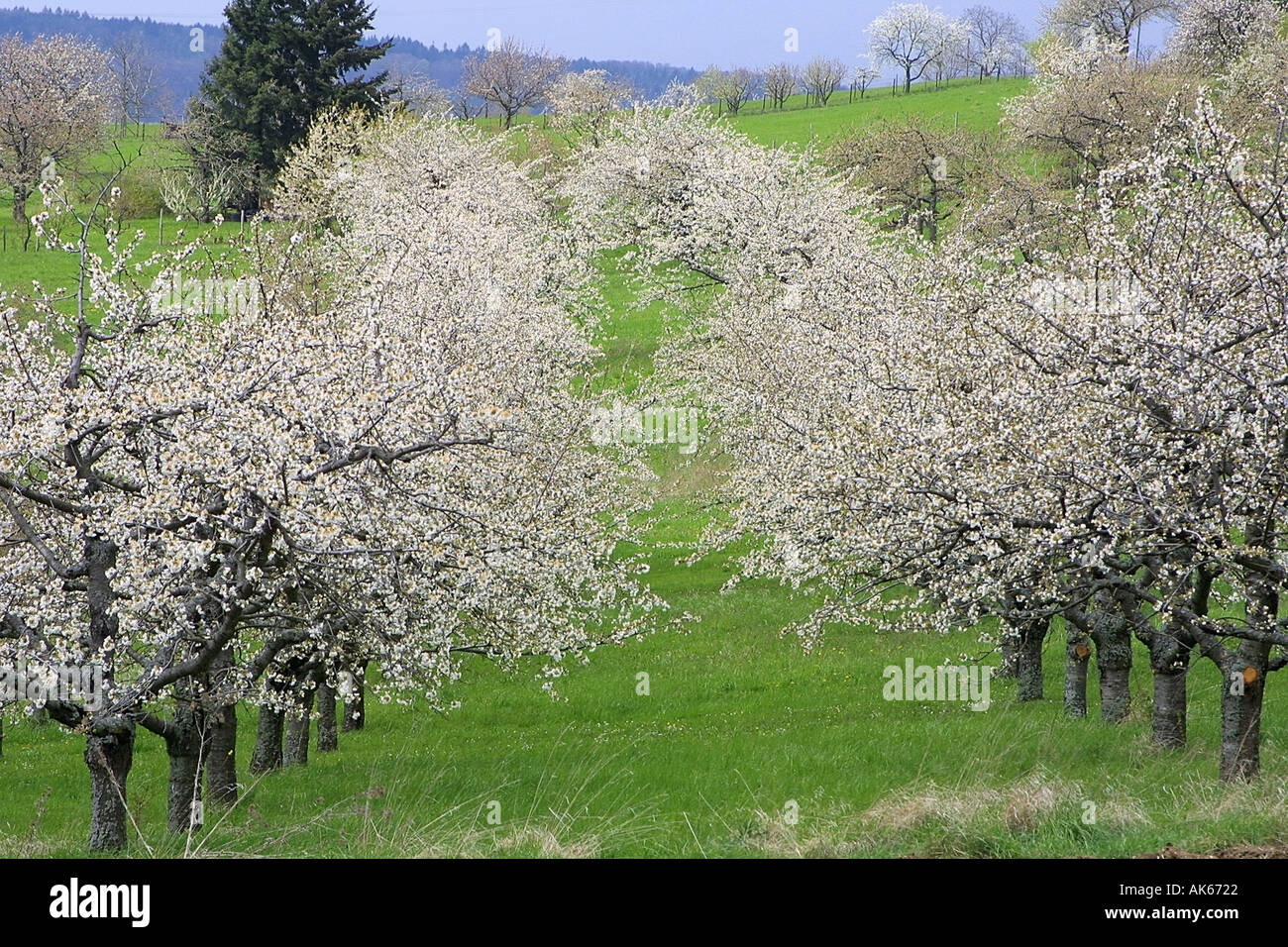 Blooming Apple Trees apple plantage Germany Bluehende Apfelbaeume ...