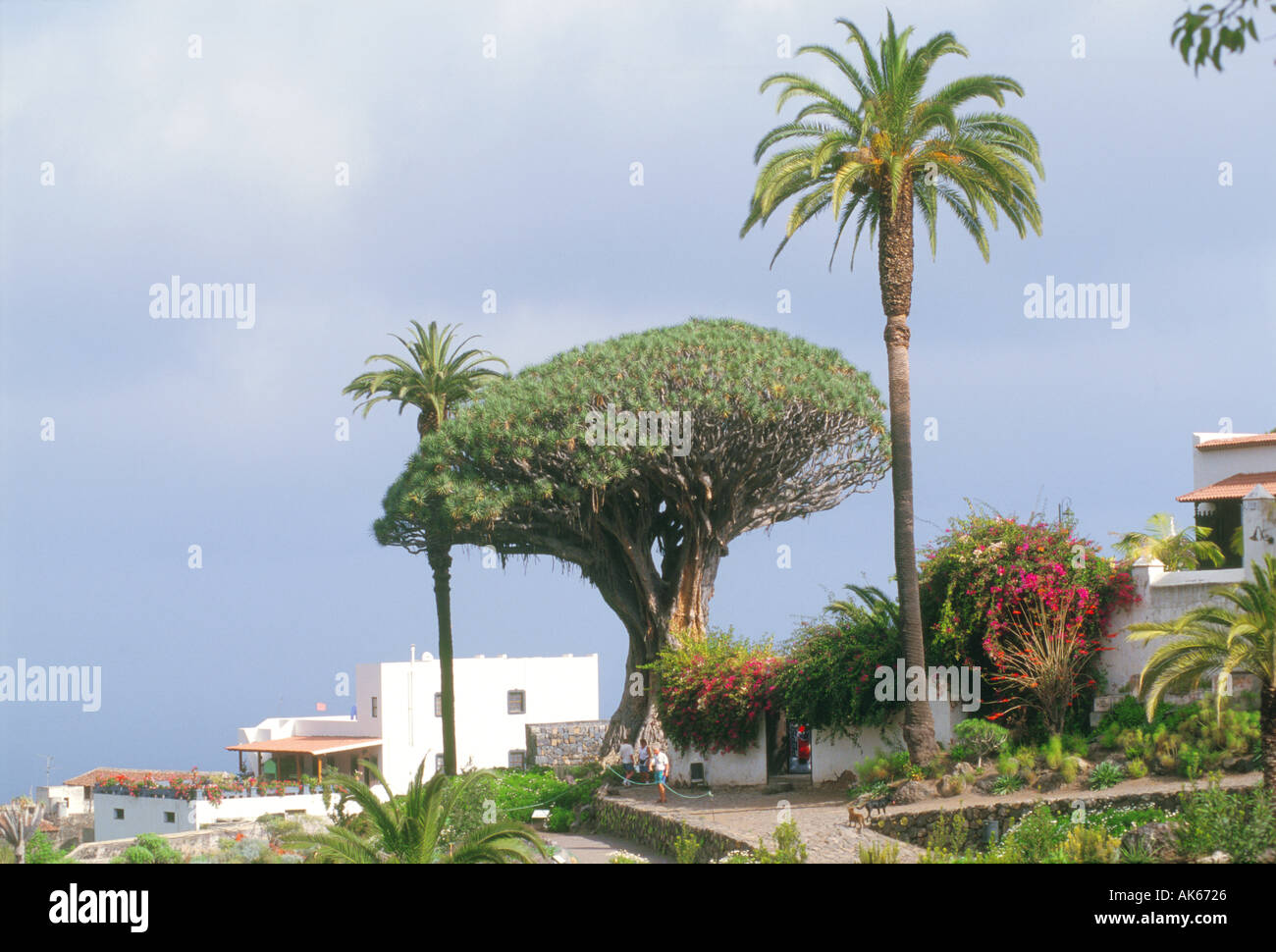 icod de los Vinos tree drago milenario dragon oldest ancient heritage ...