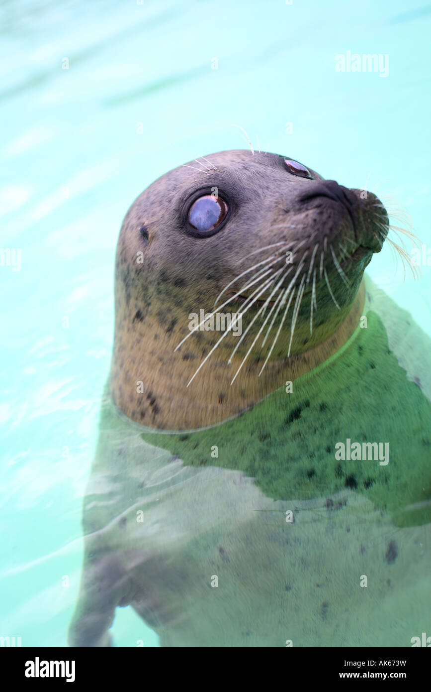 Seal at Ecomare Seal Sanctuary on Texel, The Netherlands Stock Photo ...