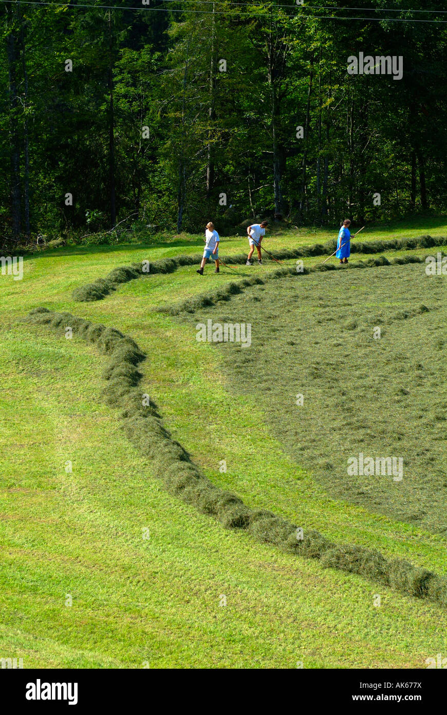 People making hay Stock Photo - Alamy