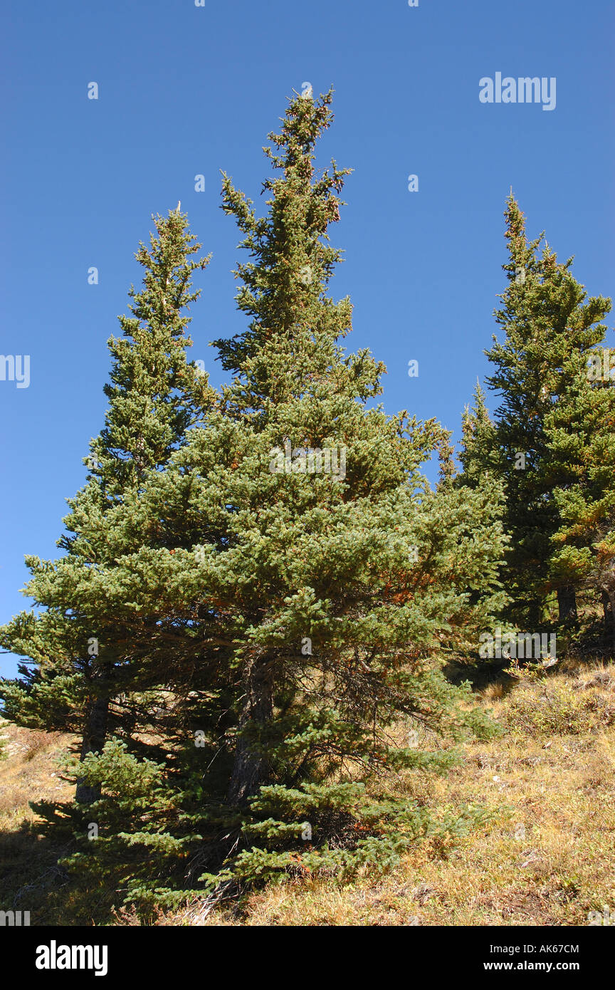 My side of the mountain hi-res stock photography and images - Alamy