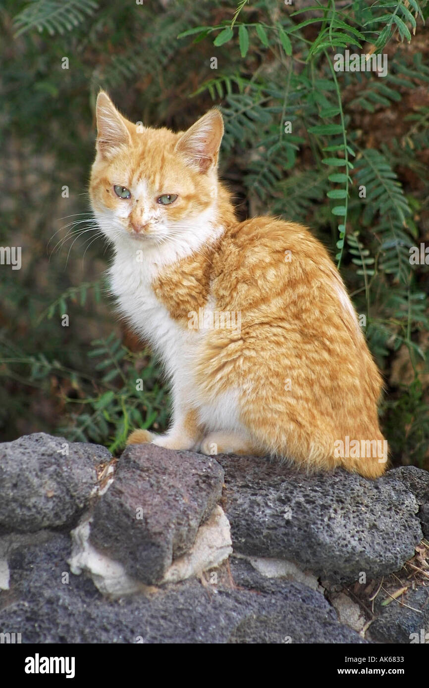 Domestic Cat Lanzarote Hauskatze Lanzarote Saeugetiere mammals animals ...