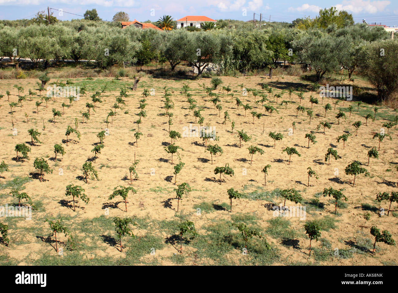Young greek grapevines hi-res stock photography and images - Alamy