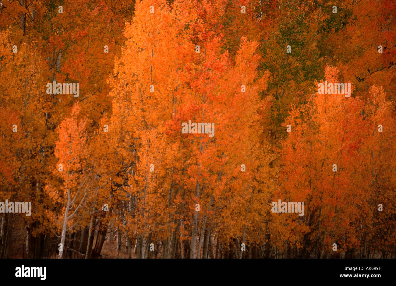 Deciduous Forest in autumn June Lake California USA Laubwald im Herbst ...