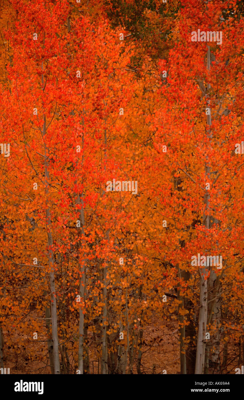 Deciduous Forest in autumn June Lake California USA Laubwald im Herbst ...