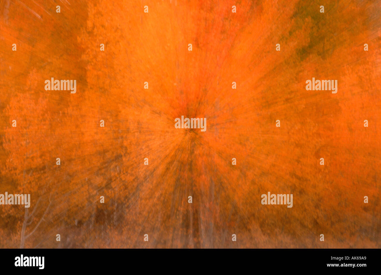 Deciduous Forest in autumn June Lake California USA Laubwald im Herbst ...