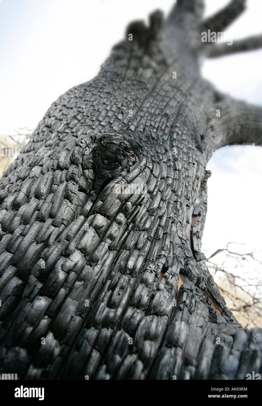 A tree burned and charred in a forest fire Stock Photo - Alamy