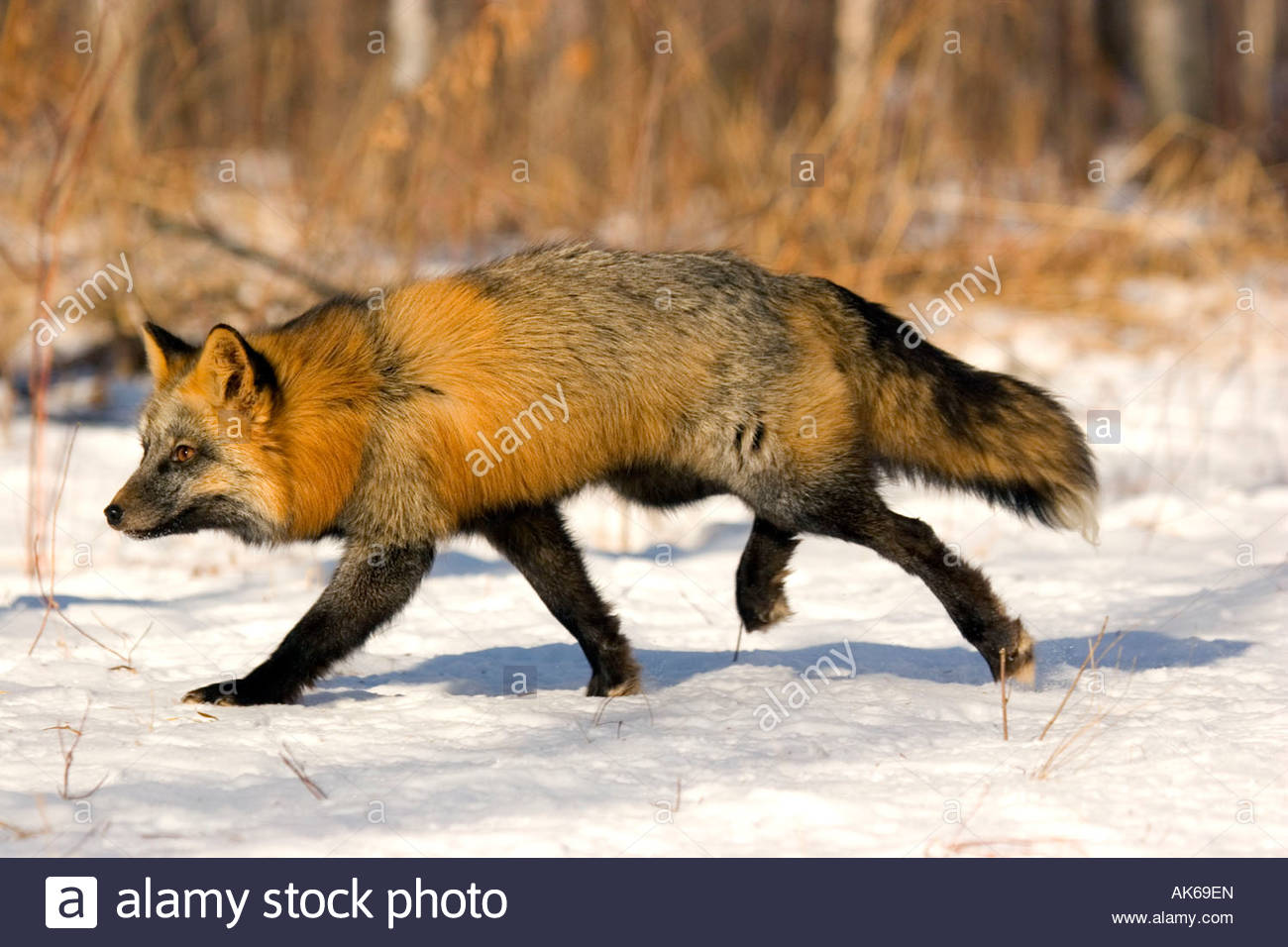Cross Fox Stock Photos & Cross Fox Stock Images - Alamy