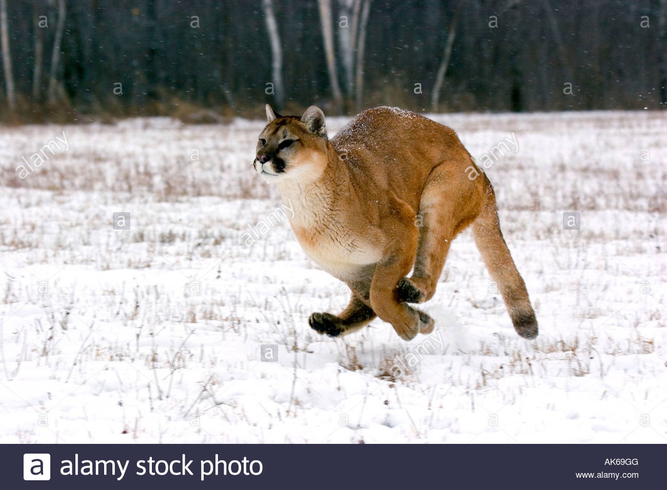 Cougar Running In The Snow Stock Photos & Cougar Running In The Snow ...