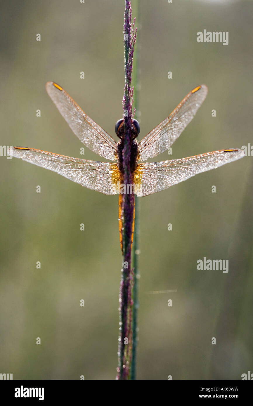 Crocothemis servilia. Scarlet skimmer / Ruddy Marsh Skimmer dragonfly ...