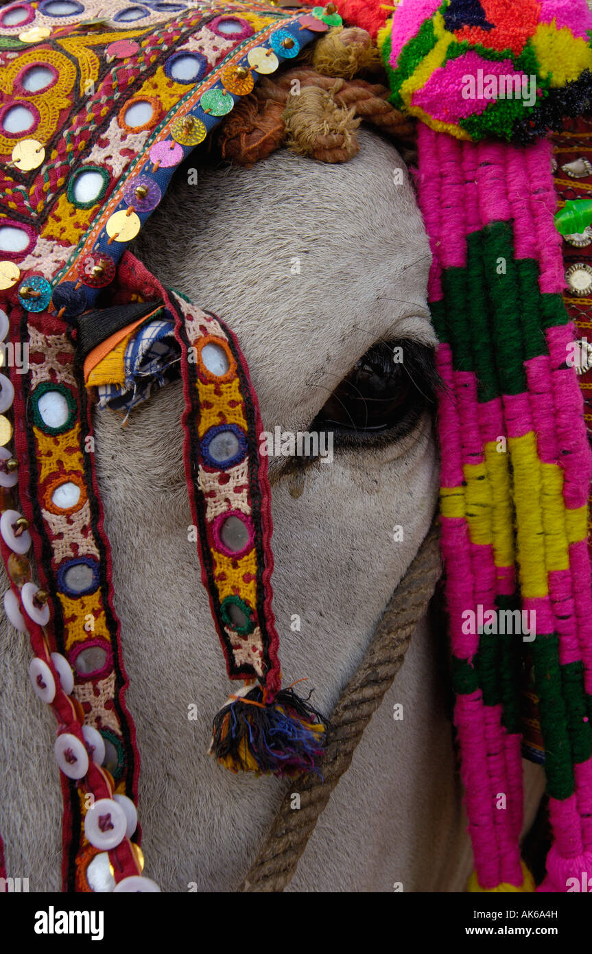 Bull decorated for the cattle decorating competition at Pushkar camel ...