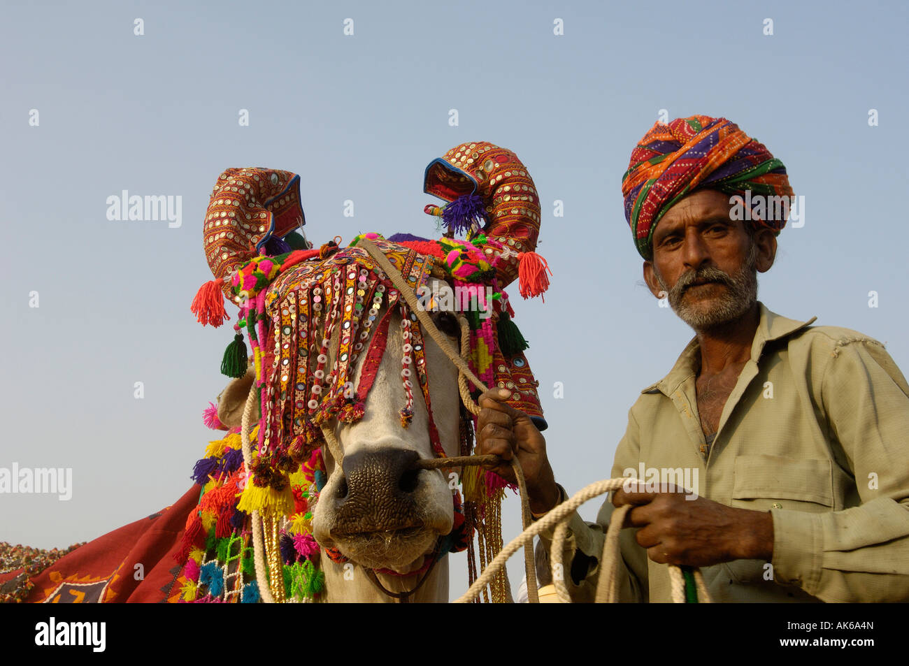 Bull decorated for the cattle decorating competition at Pushkar camel ...