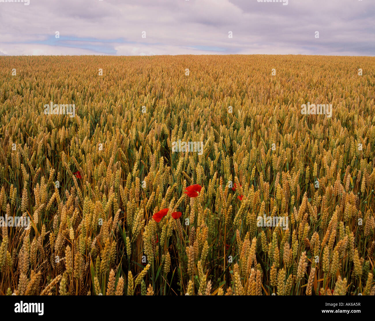 Poppies in a wheat field, County Waterford, Ireland Stock Photo - Alamy
