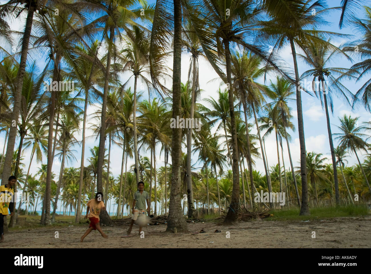 Local kids playing soccer or football under hundreds of coconut trees ...