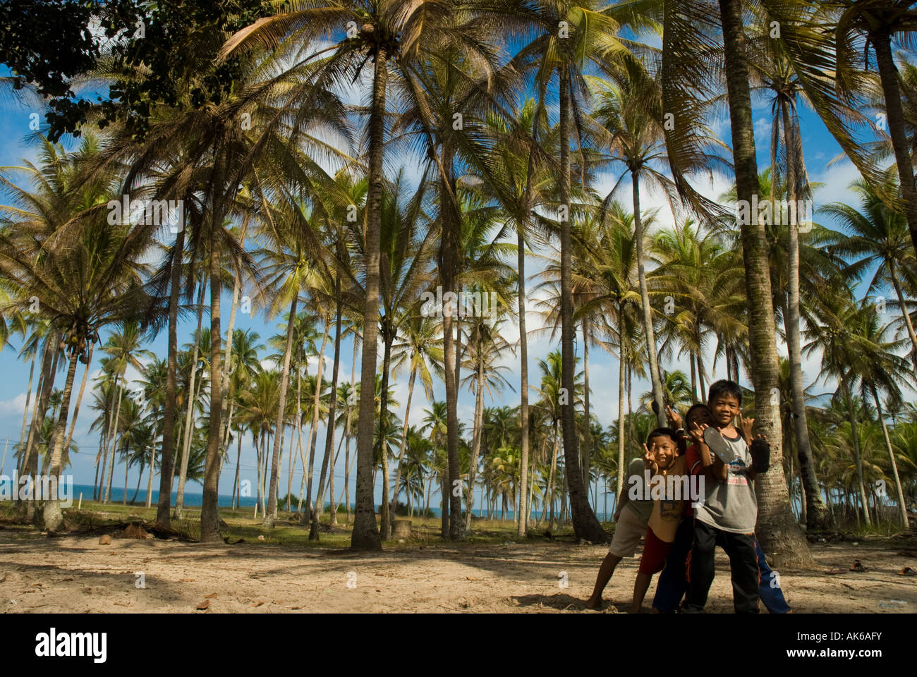 Local kids playing together under hundreds of coconut trees in ...