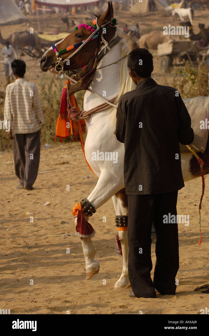Kathiawari horse breed. Pushkar, Rajasthan. INDIA Stock Photo - Alamy
