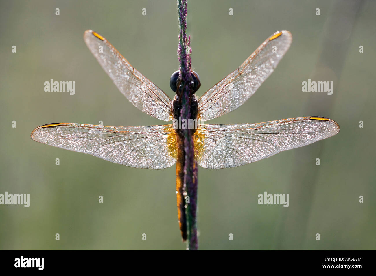 Crocothemis servilia. Scarlet skimmer / Ruddy Marsh Skimmer dragonfly ...