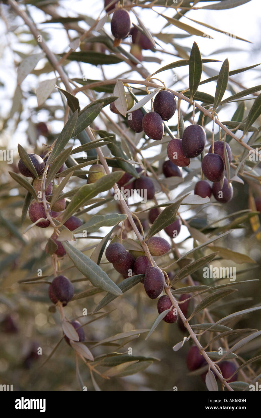 Olives growing on the tree, Marrakesh, Morocco Stock Photo - Alamy