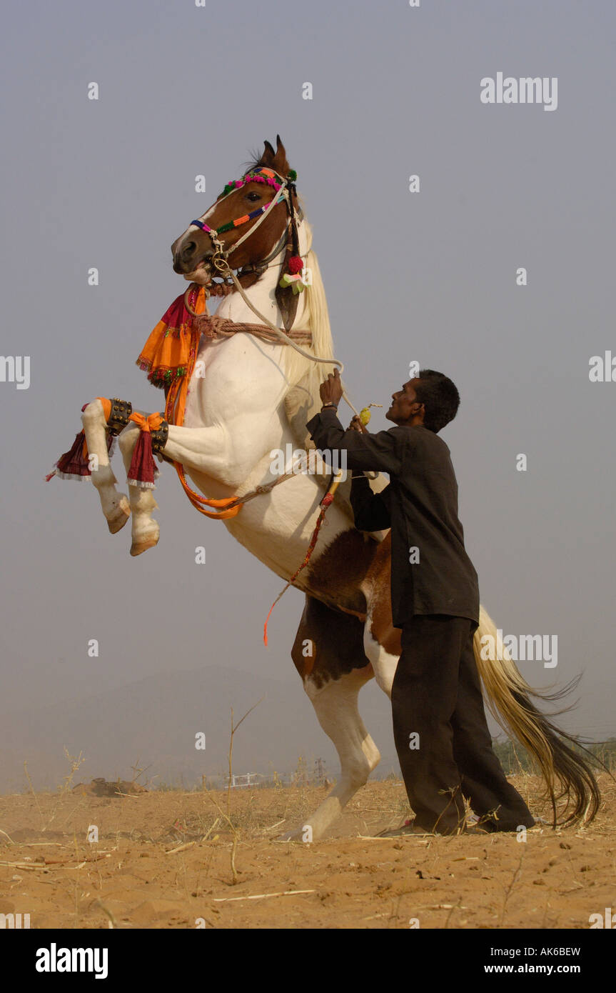 Kathiawari horse breed. Pushkar, Rajasthan. INDIA Stock Photo - Alamy