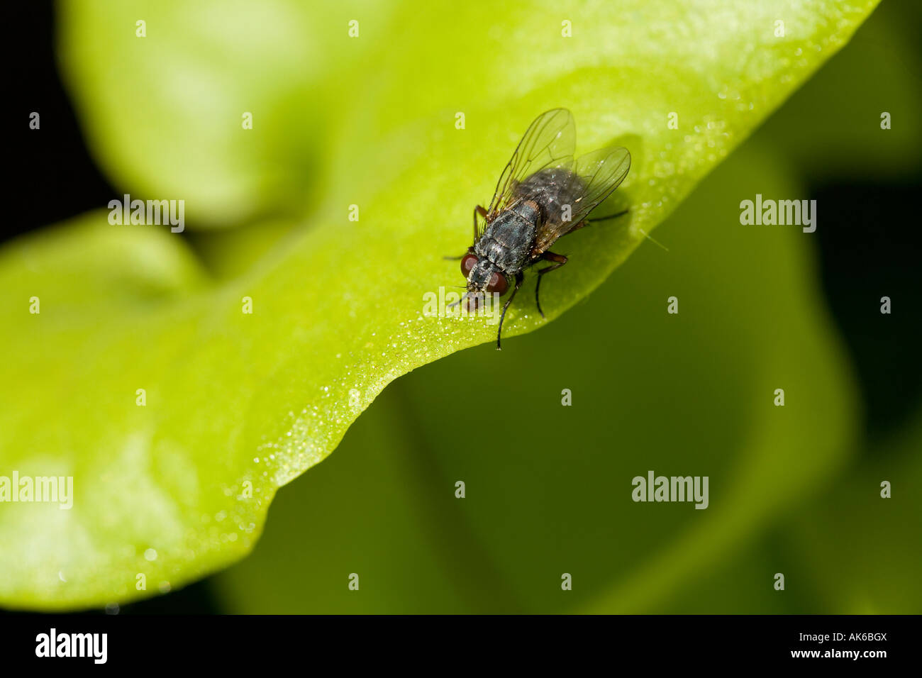 A house fly tasting the nectar on a pitcher plant Stock Photo - Alamy