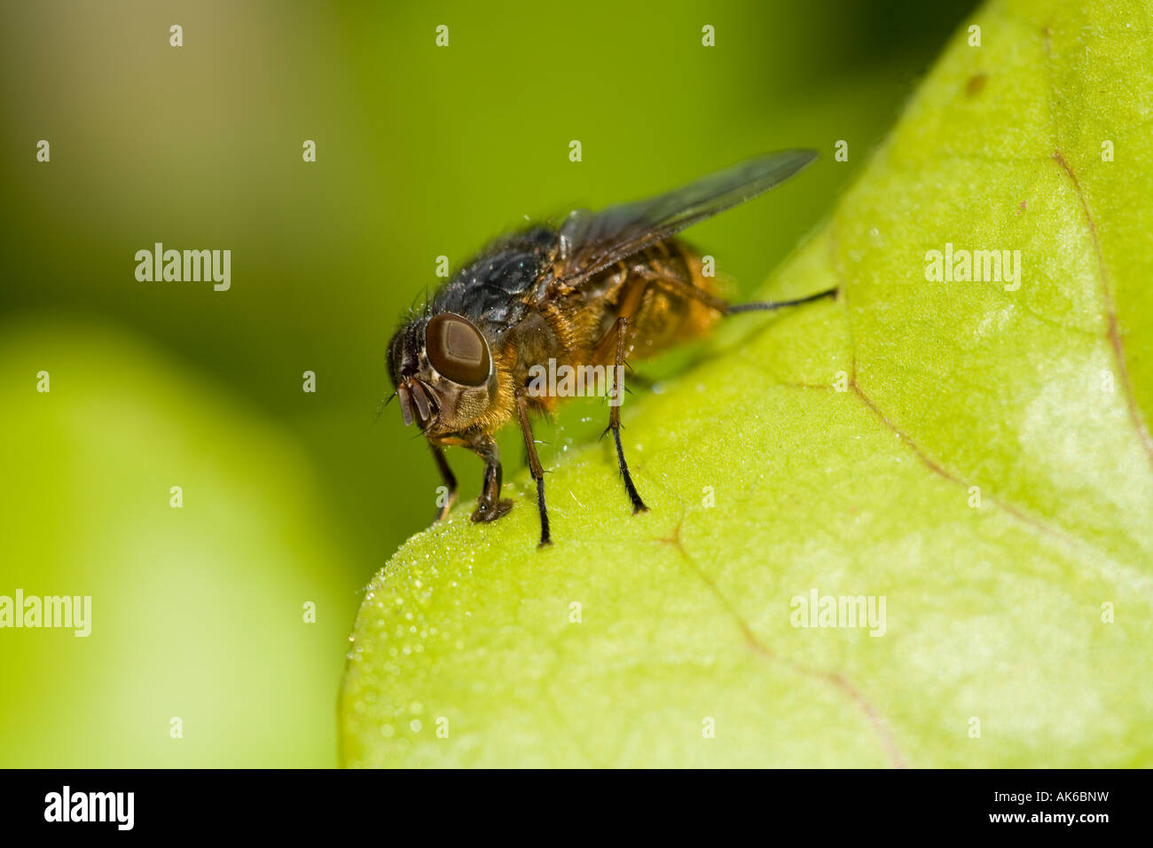 A house fly tasting the nectar on a pitcher plant Stock Photo - Alamy