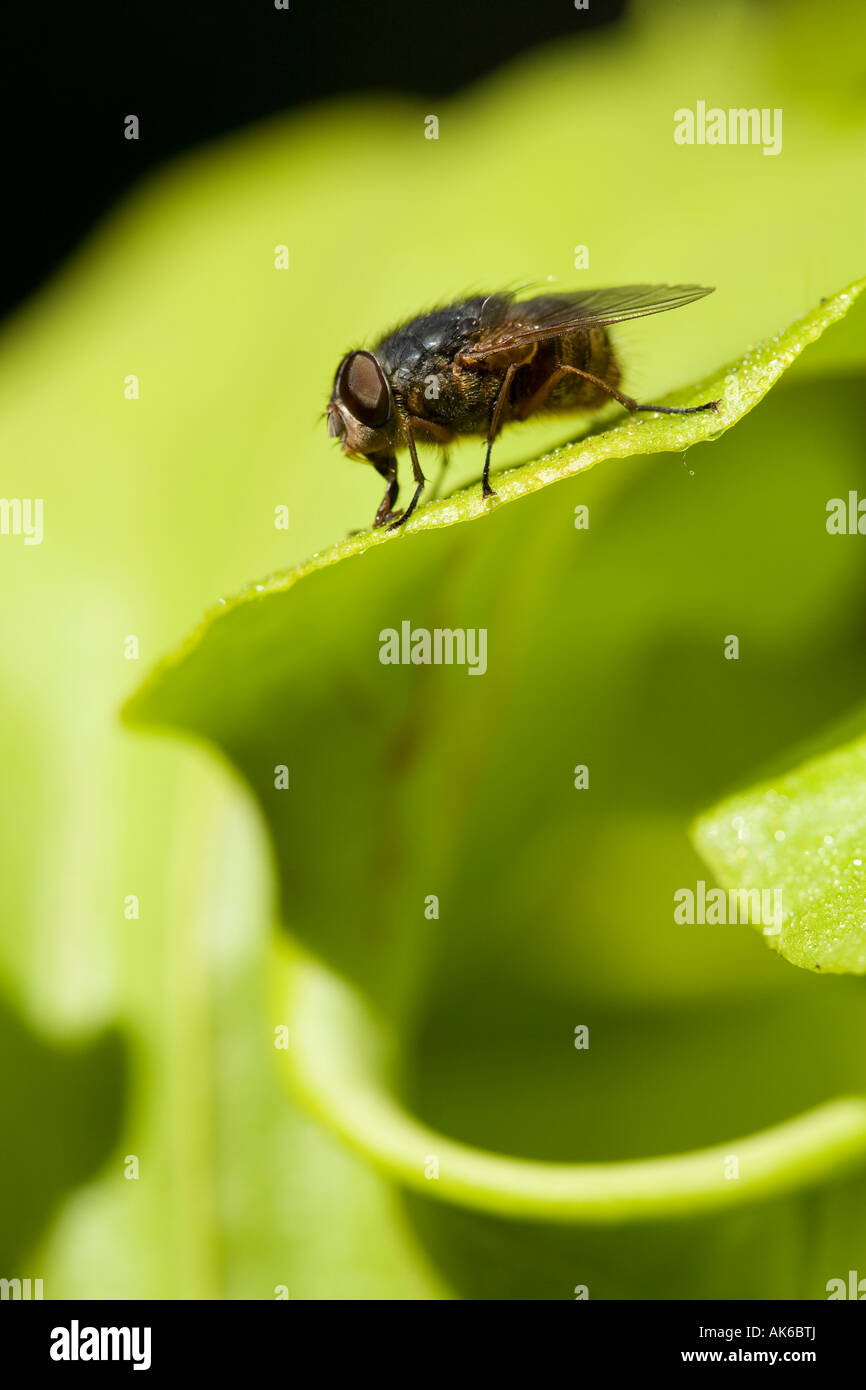 A house fly tasting the nectar on a pitcher plant Stock Photo - Alamy