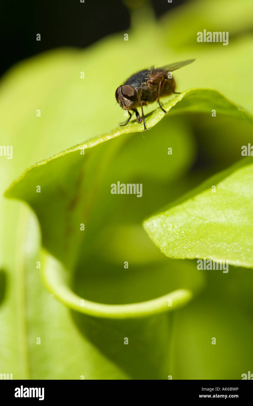 A house fly tasting the nectar on a pitcher plant Stock Photo - Alamy