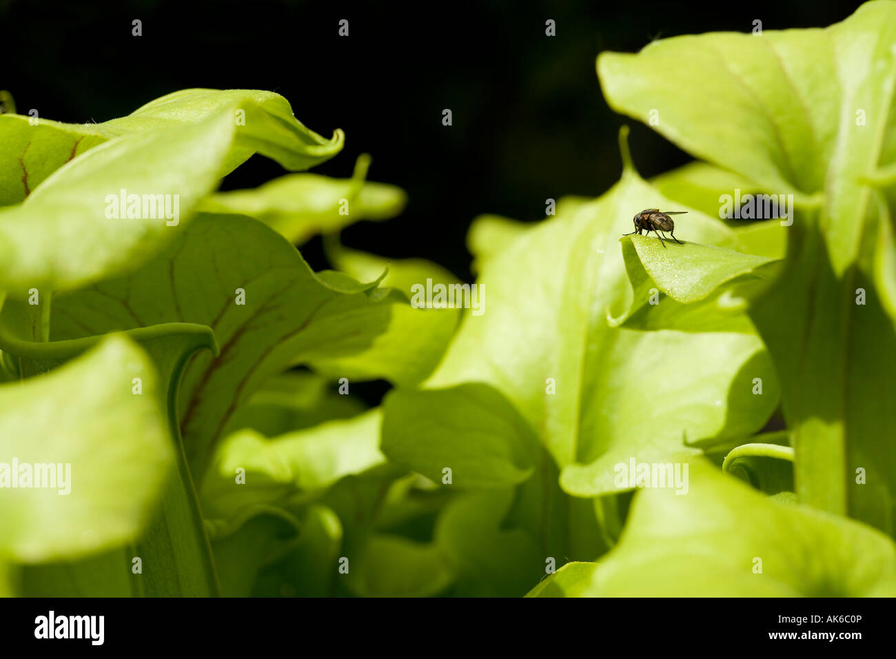 A house fly tasting the nectar on a pitcher plant Stock Photo - Alamy