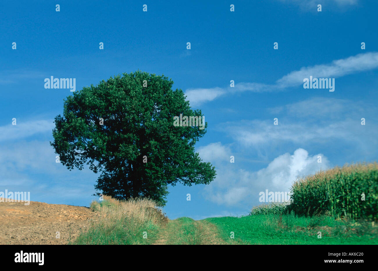 Deciduous tree next to country lane Bavaria germany Laubbaum neben ...