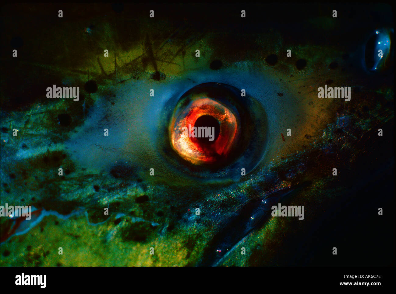 Sad salmon hi-res stock photography and images - Alamy