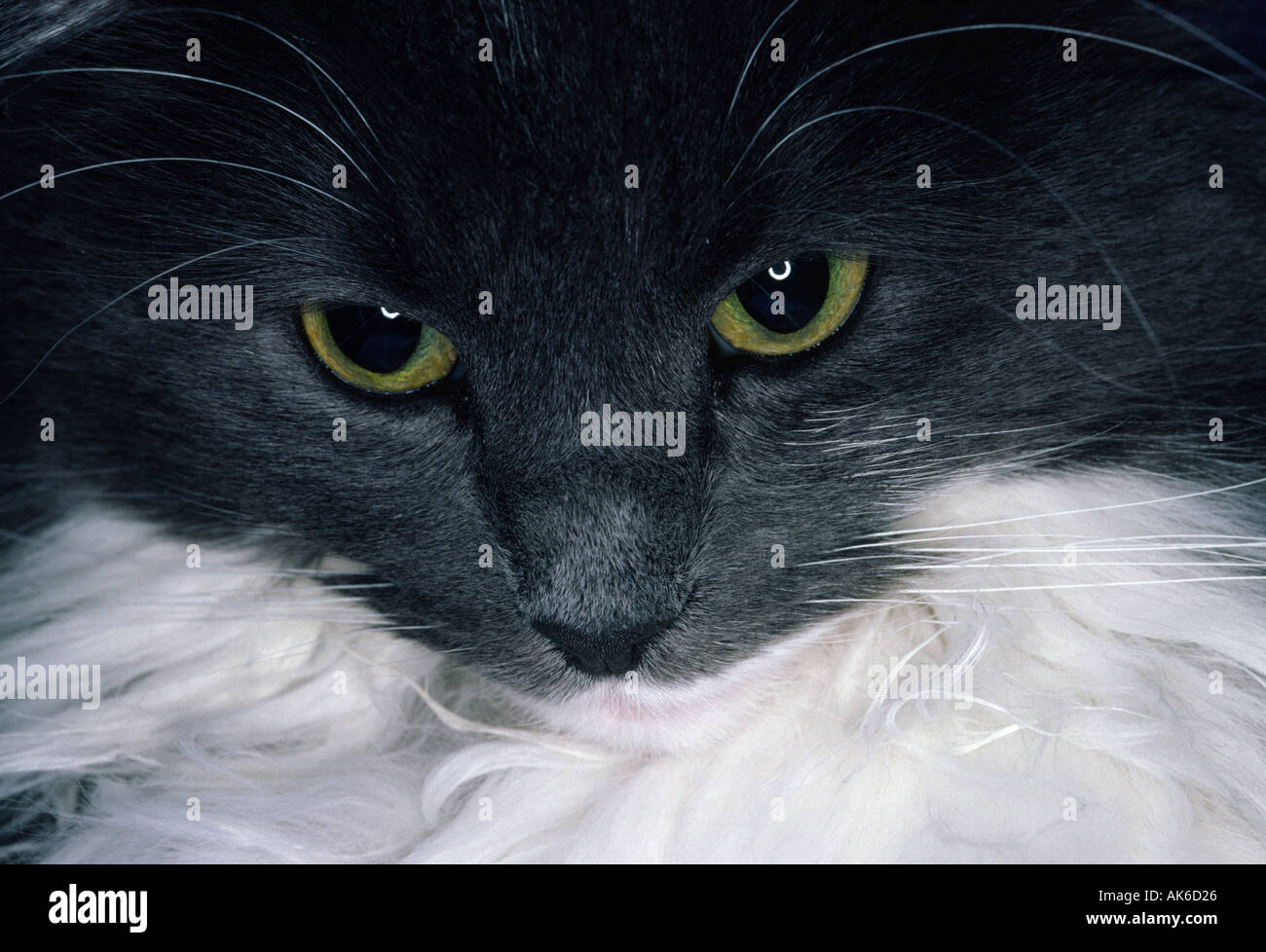 Cat chasing bird hi-res stock photography and images - Alamy