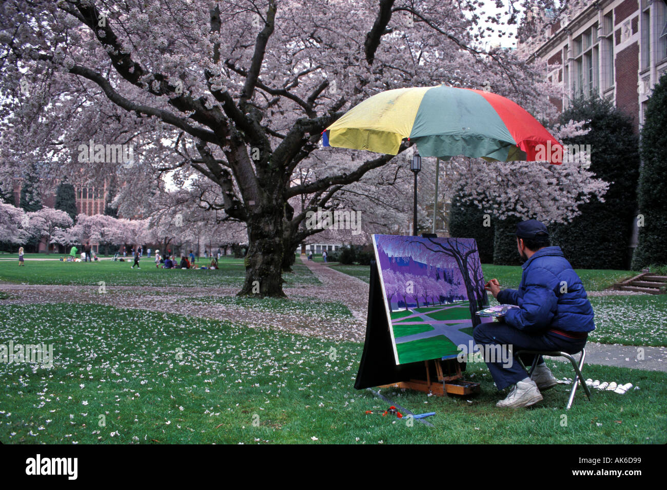 Artist Creates Spring Scenic Under Canopy Of Blossoming Cherry Trees On ...
