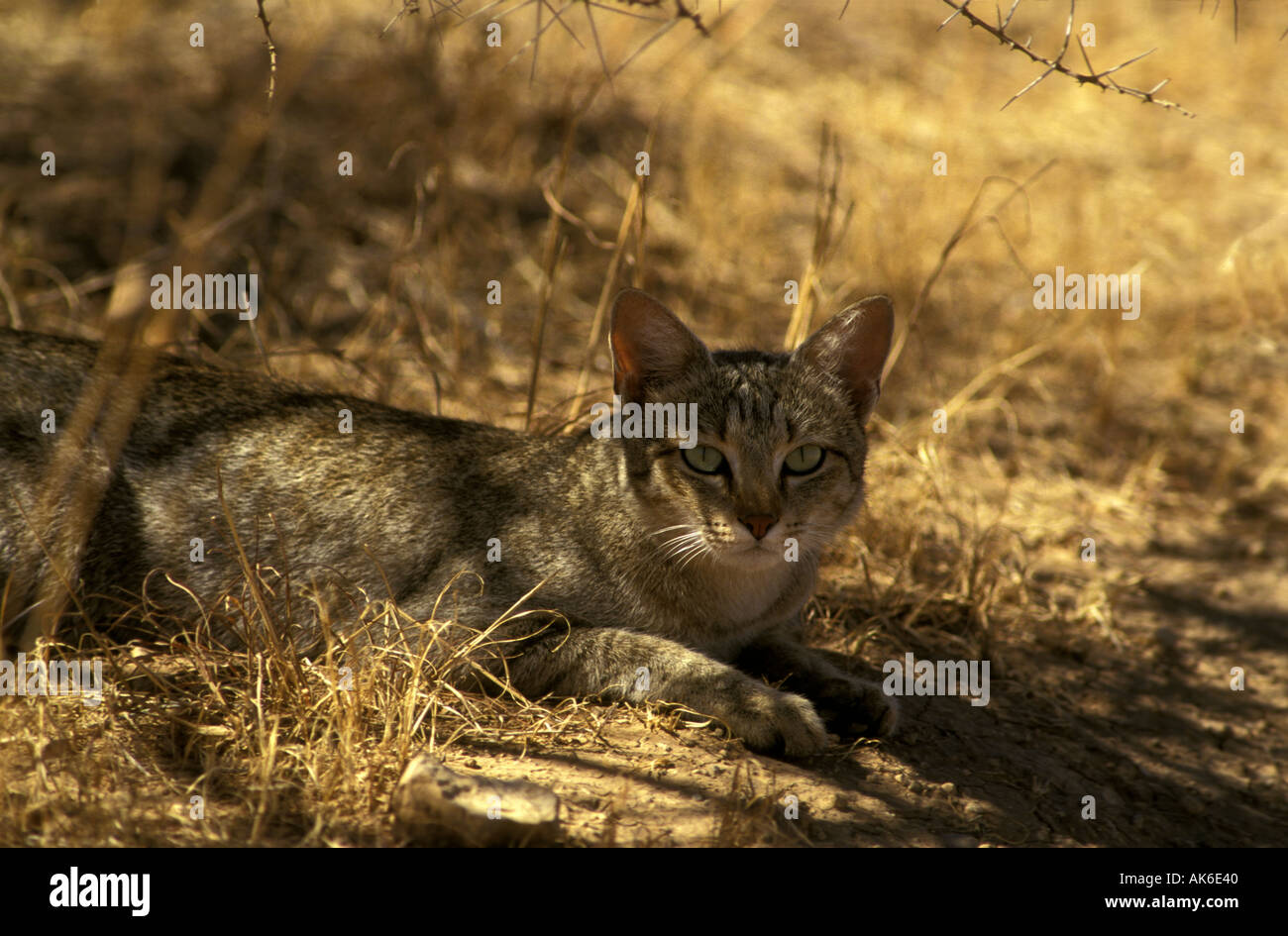 Africa Wild Cat Samburu National Reserve Kenya East Africa Stock Photo ...