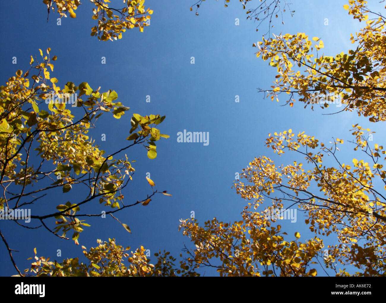 Aspen Trees in full Autumn color Stock Photo - Alamy